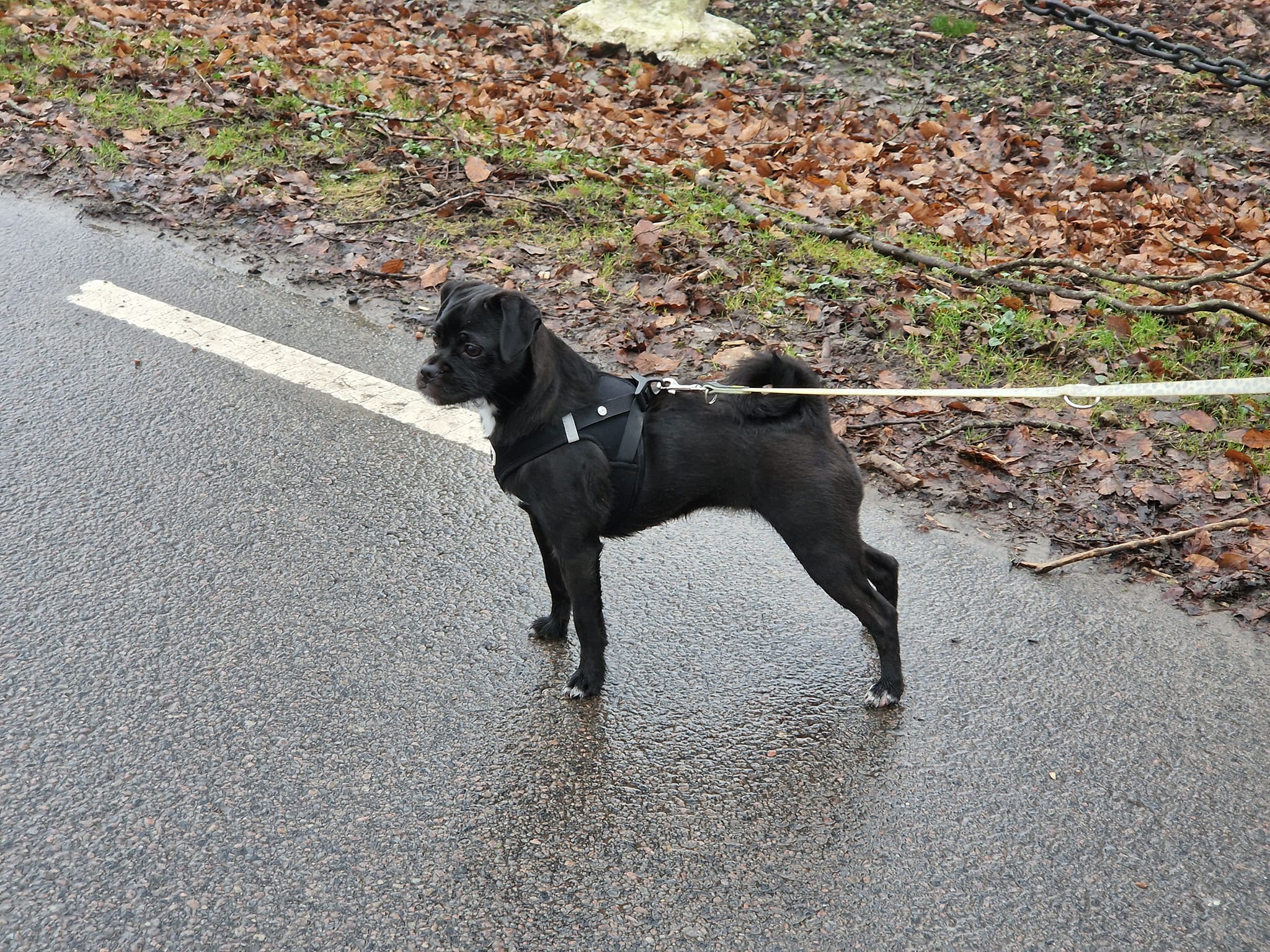 Sportmops by Aspegren – Sportmops – En friskare hund helt enkelt.